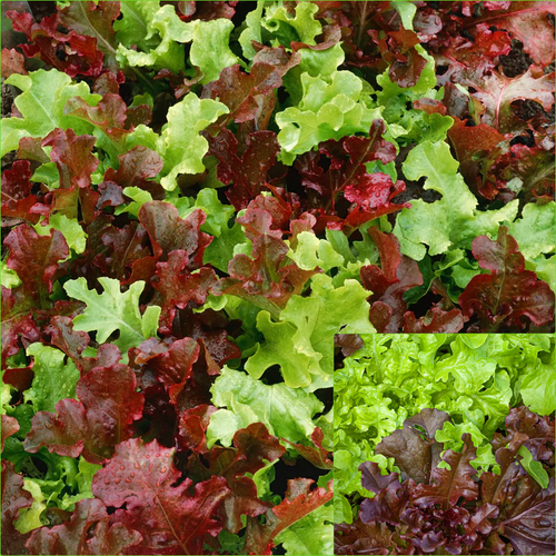 LETTUCE SALAD BOWL MIX 175+Seeds GROW Bulk VEGETABLES Autumn WINTER ...