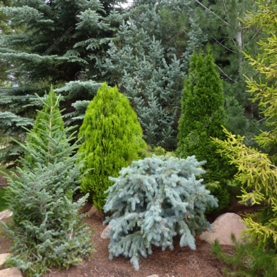 Ornamental Spruce Trees The Best Types Of Evergreen Trees And How To