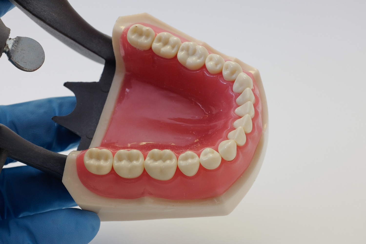 Dental Anatomy Typodont Educational Model 560 Removable Teeth NBDE NERB ...