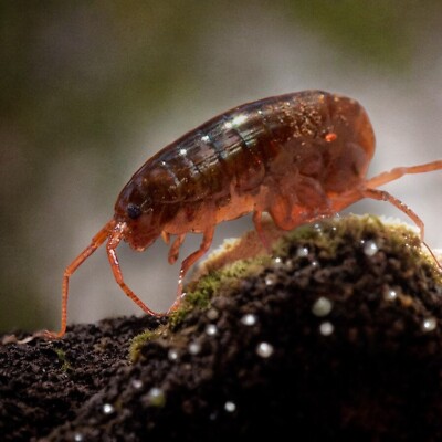 10ct Land Shrimp Culture “Jumping Isopod” | Bioactive Free Shipping ...