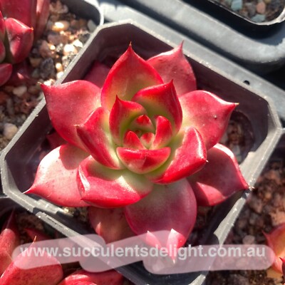 Echeveria Roca (seed grown) 罗卡 4-5cm - Succulents Delight plant | eBay ...