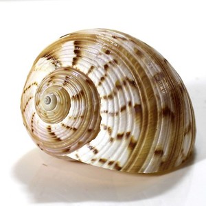 Tonna Chinensis Chinese Tun 8-10cm marbled seashell for crafts or ...