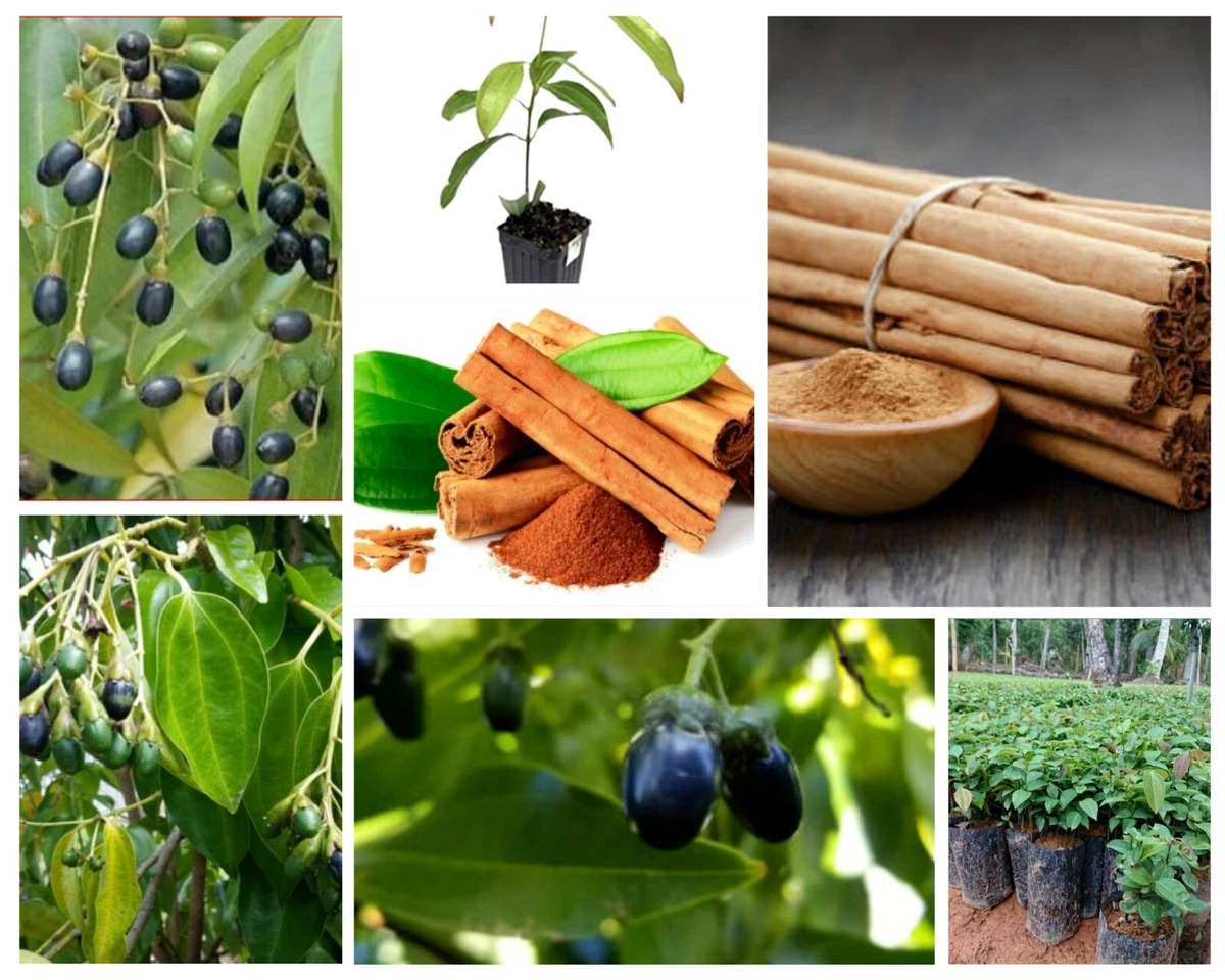 Growing Cinnamon Tree