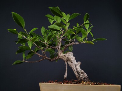 SHOHIN TIGER BARK FICUS - thick Trunk,Aerial Roots,dense Foliage,Indoor ...