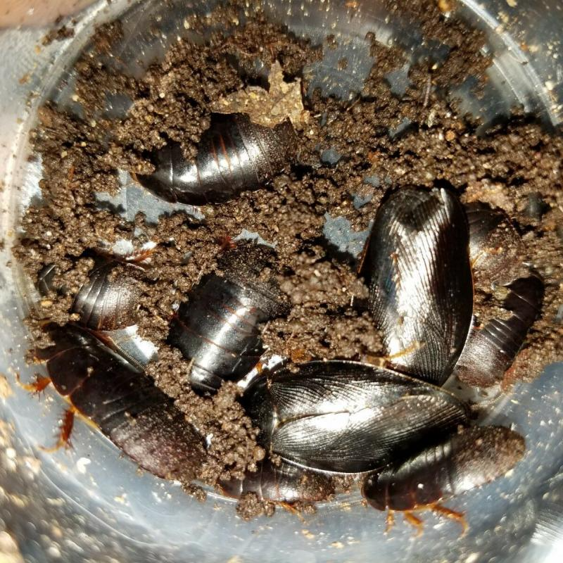 Shadow Cockroaches (P. nigra) / RARE LIVE FEEDER INSECTS / STARTER ...