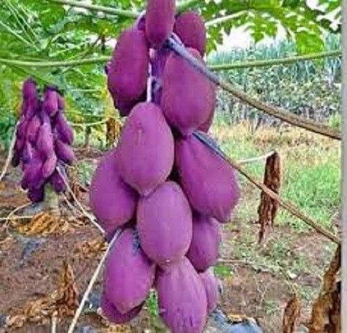 Organic New Fresh Purple Papaya Fruit Seeds 100 | eBay