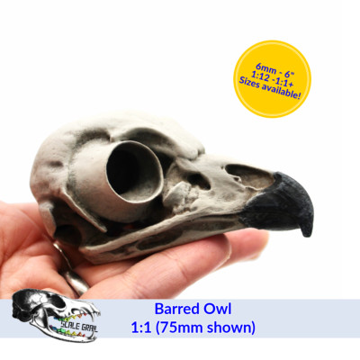 Barred Owl Skull (Field Bones Core Series: North America) by The Scale ...