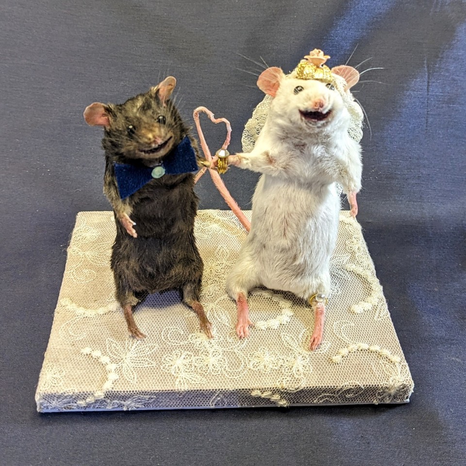 Wedding Couple Taxidermy Mice Cute Taxidermy of Betrothed Rodents Made ...