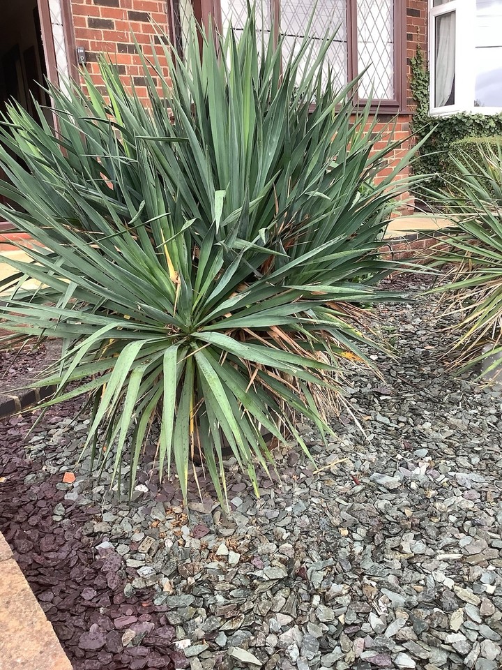 Extra Large Yucca Tree, Palm plant outdoor Height around. 2m | eBay UK