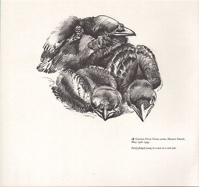 BEAUTIFUL VINTAGE BIRD PRINT ~ CARRION CROW FLEDGLINGS ~ TUNNICLIFFE ...
