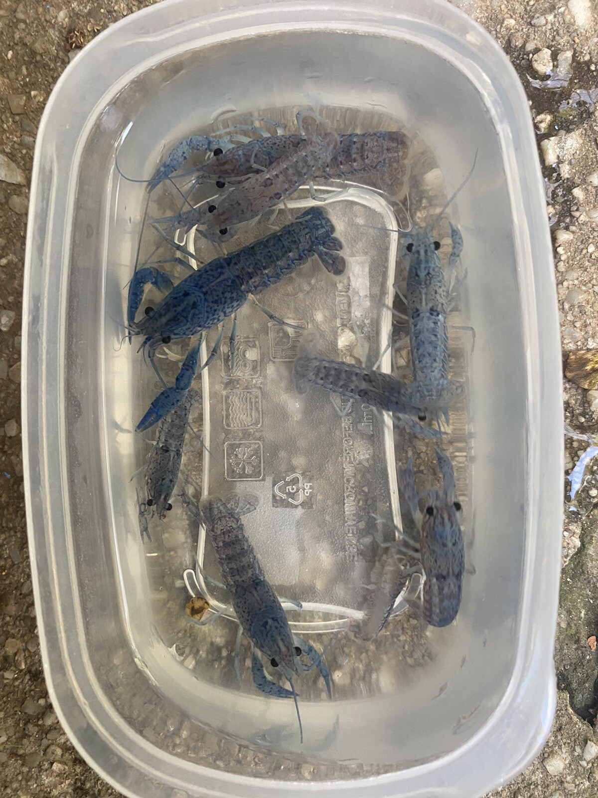 Live Electric Blue Freshwater Crayfish (Procambarus Alleni) | eBay