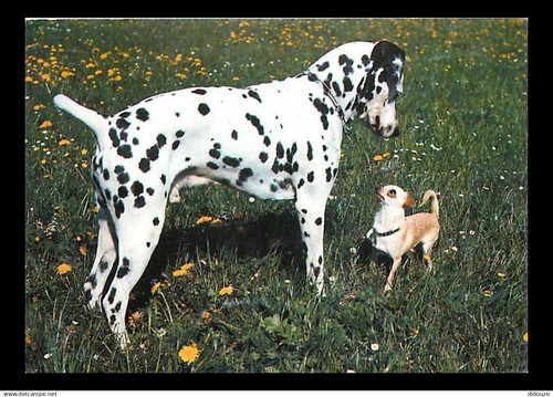 Chiens - CPM - Voir Scans Recto-Verso | eBay