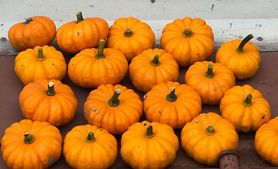 Jack Be Little Pumpkin Seeds - Mini Pumpkins - Non-GMO / Heirloom | eBay