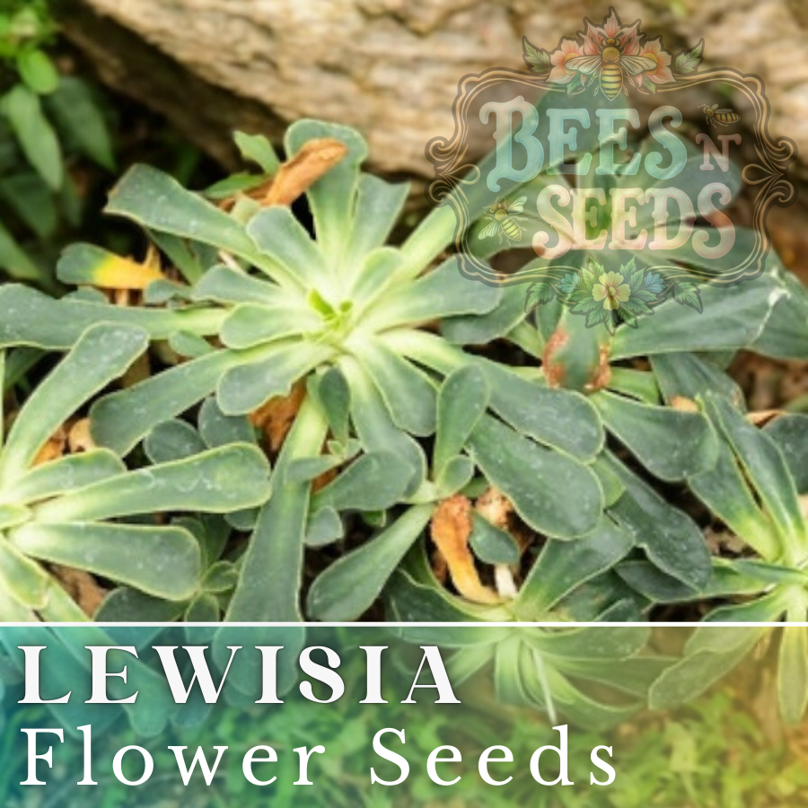 Retro Pop Mix Lewisia Seeds 35 or 100 Seeds Flower, Flower Seeds,Non ...