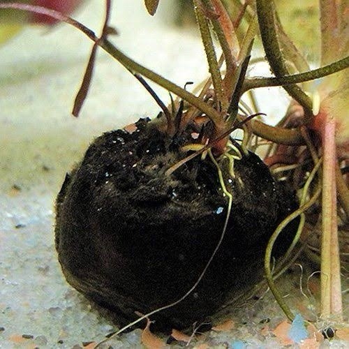 20 Mixed Nerite Snails 🐌 + 3 Tiger Lotus Bulbs 🌱 | eBay