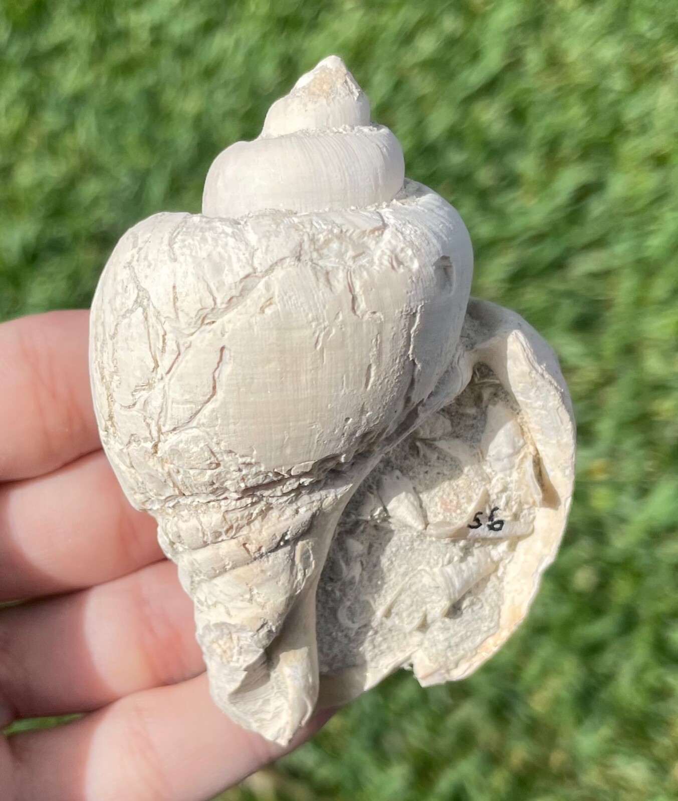 Mexico Fossil Gastropod Macron aethiops Pleistocene Age Shell | eBay