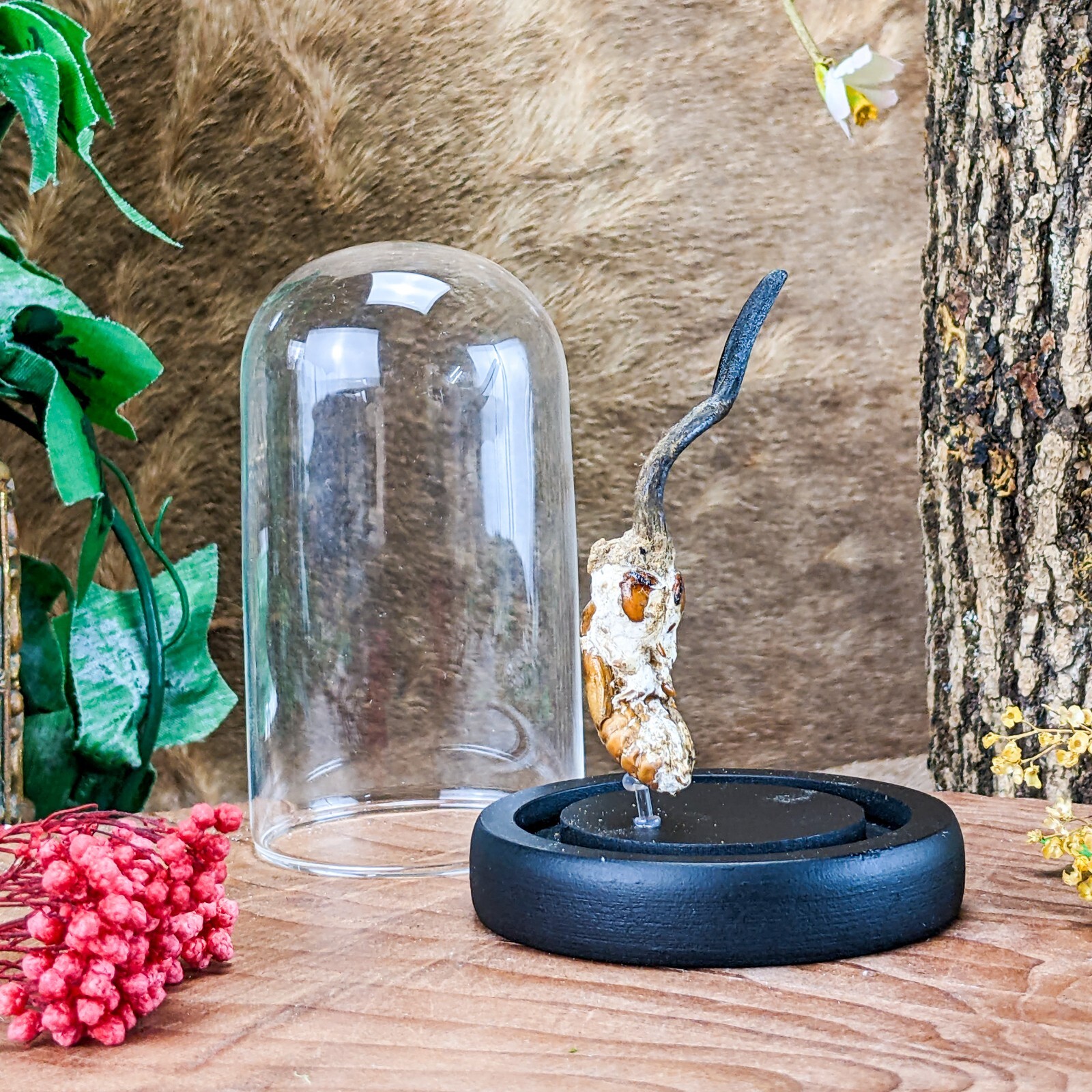 J44c Unicorn Zombie Cicada Fungus Taxidermy Oddities Curiosities Glass ...