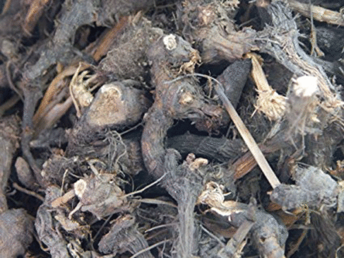 Cyperus Scarios- Cypriol, Cyperaceae Nagarmotha Root PURE FREE SHIP ...