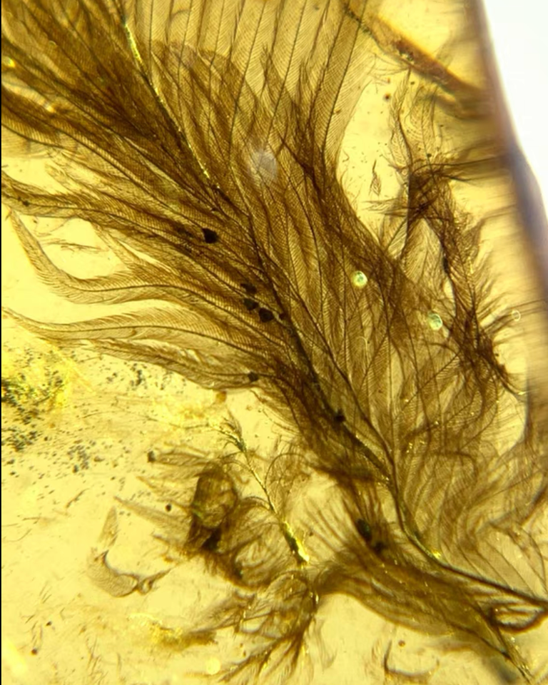 Cretaceous Fossil Burmese amber burmite insect feather amber Fossil ...