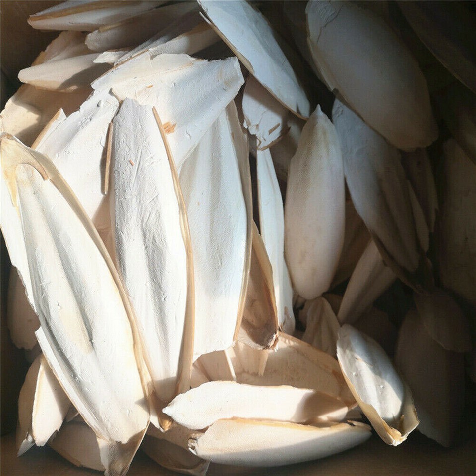 3.9" 30PCS Long Cuttlebone Cuttlefish Bone Sepia Fish Bird Chew Food ...
