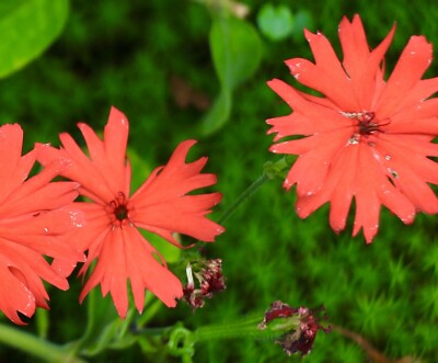 Lychnis Arkwright S Campion - 250x Seeds - lychnis - Flower | eBay UK
