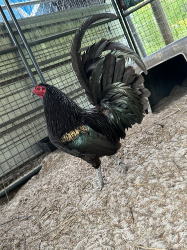 Sid Taylor Brass Wing Gamefowl Hatching Eggs 6+ Rare Gold Banded | eBay