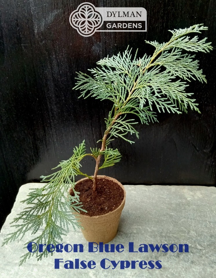 Oregon Blue Lawson False Cypress - Chamaecyparis lawsoniana 'Oregon ...