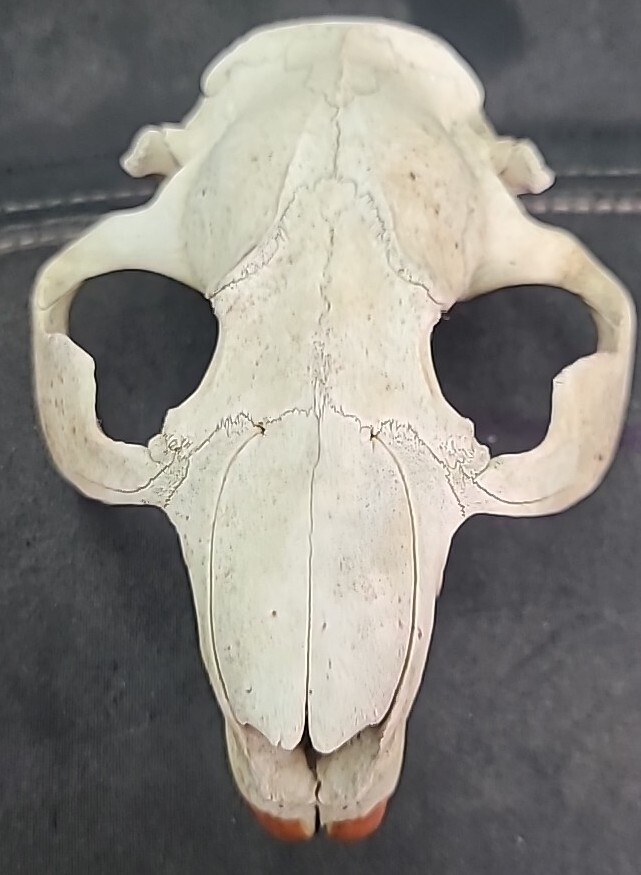 Real Beaver Skull Skull W/Teeth Taxidermy Decor Man Cave Biology All ...