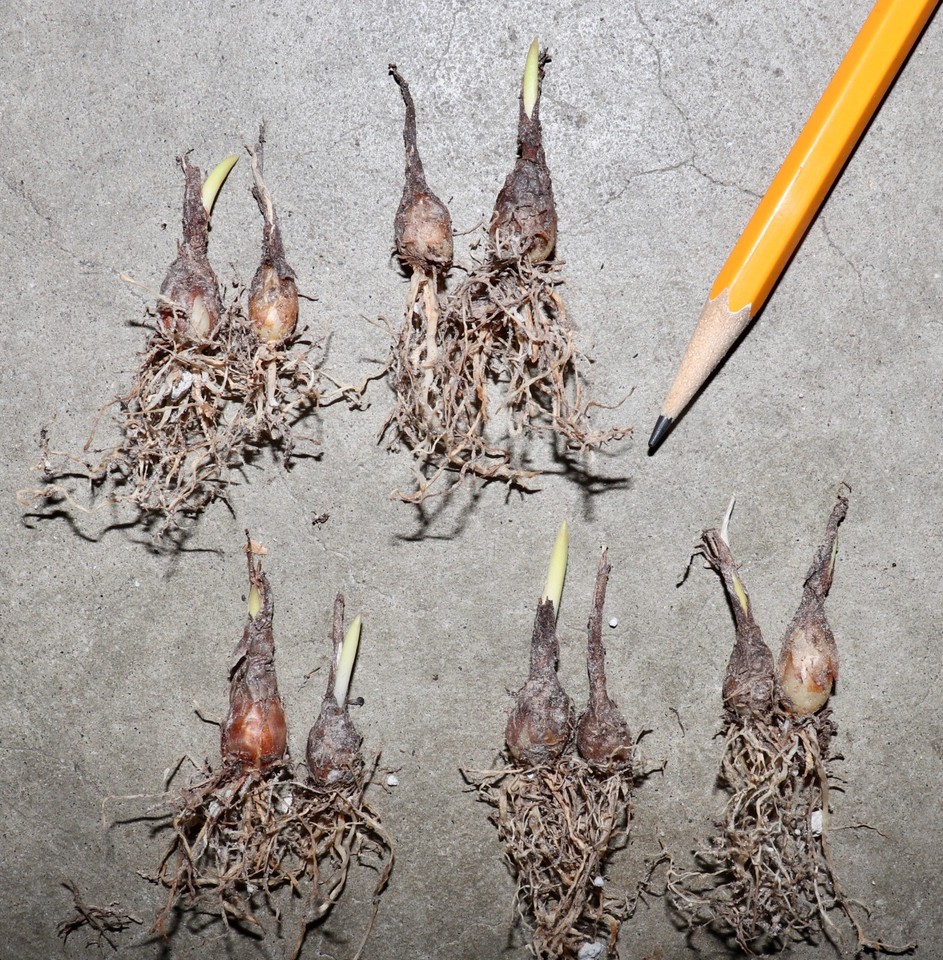 Massonia pseudoechinata PAIR special large form | eBay