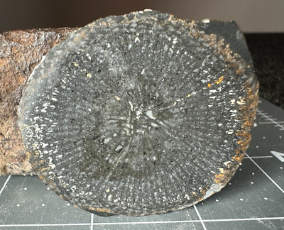 2" x 1-3/4" - Petrified HORN CORAL SLAB VIDEO 148 | eBay