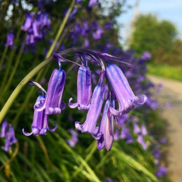 25 English Bluebell Bulbs Grown in Norfolk Hyacinthoides Non Scripta ...