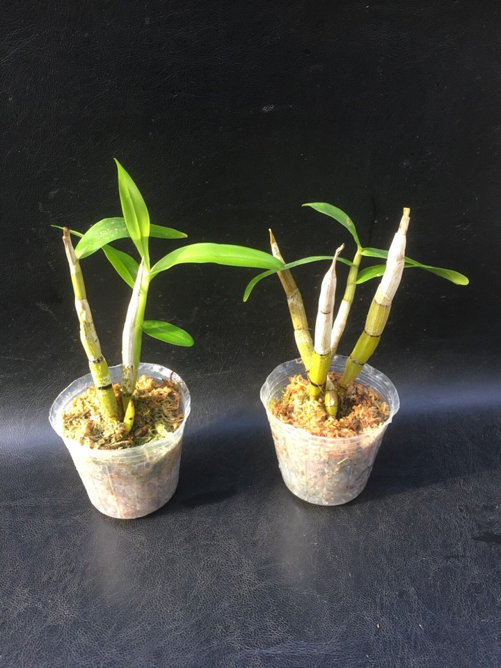 DENDROBIUM LEE CHANG YI MIRIAM HYBRID ORCHID FRAGRANT BLOOM SIZE PLANT | eBay