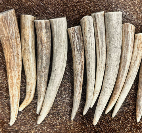 20 PACK - Premium Deer Antler Crafting Tips * A * GRADE (Choose Size ...