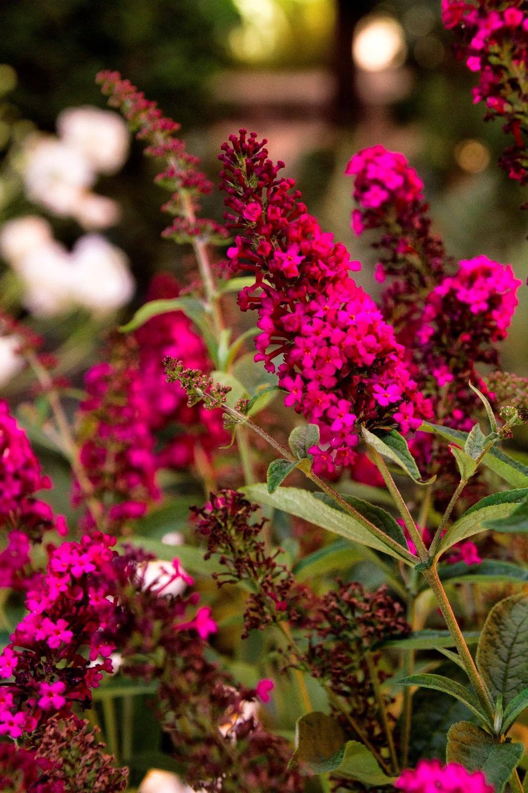 Multi-color Butterfly Bush Mix 150 Seeds- Easy to grow -Comb S/H | eBay