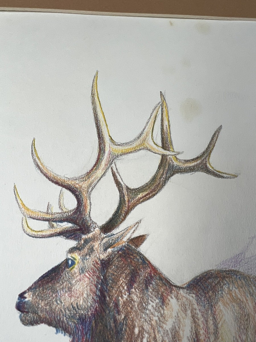 Bull Elk Skull Drawing