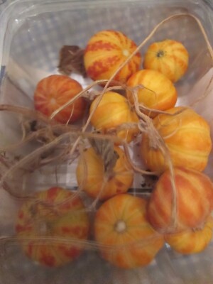 QUEEN ANNE'S POCKET MELON - 15 HEIRLOOM SEEDS - MINIATURE MELON - UK ...