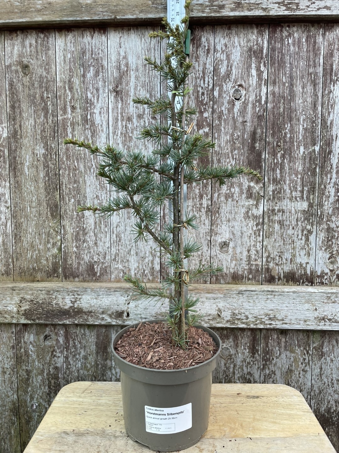 Blue Atlas Cedar 'Horstmann Silberspitz' Tree - Cedrus atlantica 40 ...