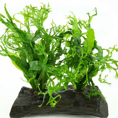 Microsorum Windelov On Driftwood (M) Live Plants Decoration Freshwater ...