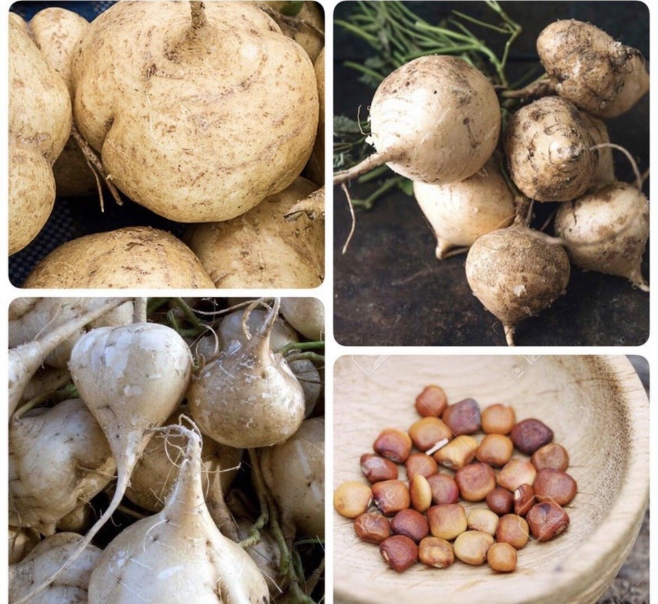 100 SEEDS Singkamas /Mexican Yam Bean Root, Cu Dau, Man Kaew for ...