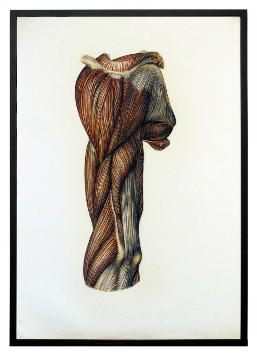 Anatomy Drawing Frame - Infoupdate.org