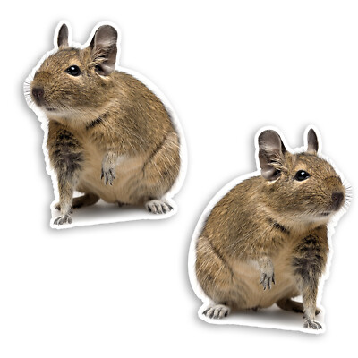 2 x 10cm Cute Degu Rodent Vinyl Stickers Animal Kids Pet Laptop Sticker ...