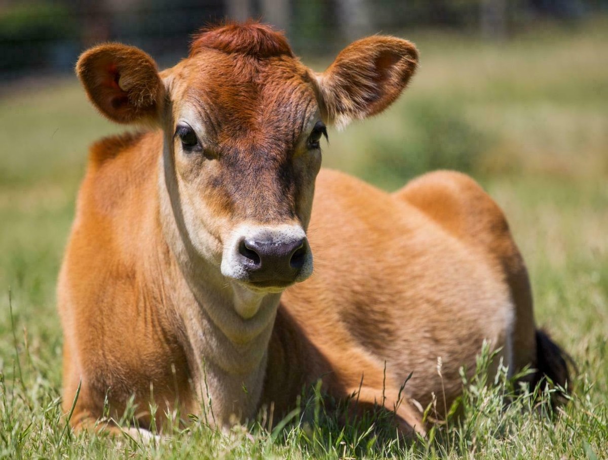 Cow Photography
