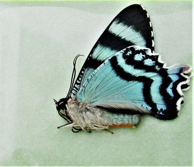 Rare Australian Zodiac Day Flying Moth Alcides metaurus Folded FAST ...