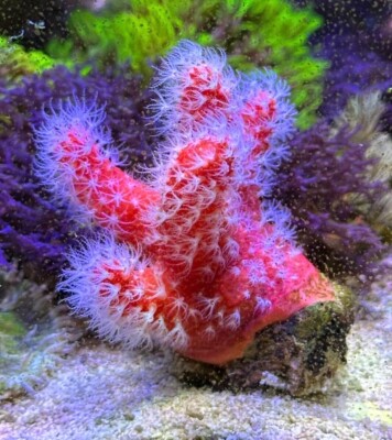 Chilli Coral (Nephthyigorgia sp.) | eBay