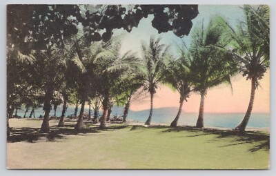 Postcard Coconut Palms Along the Hawaiian Shore Hawaii NH1 | eBay