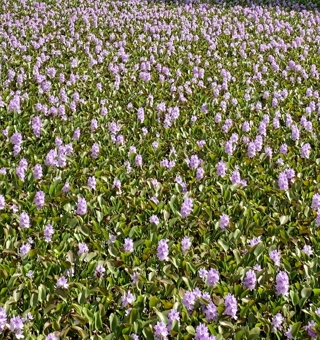 Aquatic Grass Hyacinths Water Hyacinth, Eichhornia Crassipes Is A Type