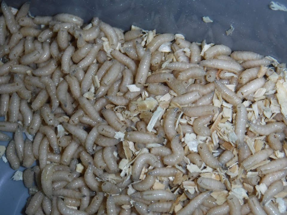 1000.live Maggots,Spikes. Fishing, Ice Fishing, Live Bait.maggots ...