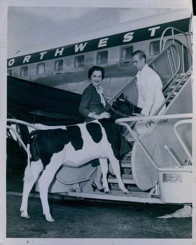 1956 Barbara Jean Bossus Prinzessin Kay & Holstein Pressefoto | eBay
