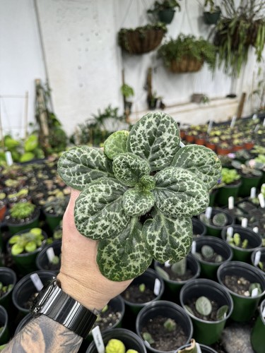 Primulina (Charita) ‘Pretty Turtle’ African Violet Cousin - 4” Pot ...