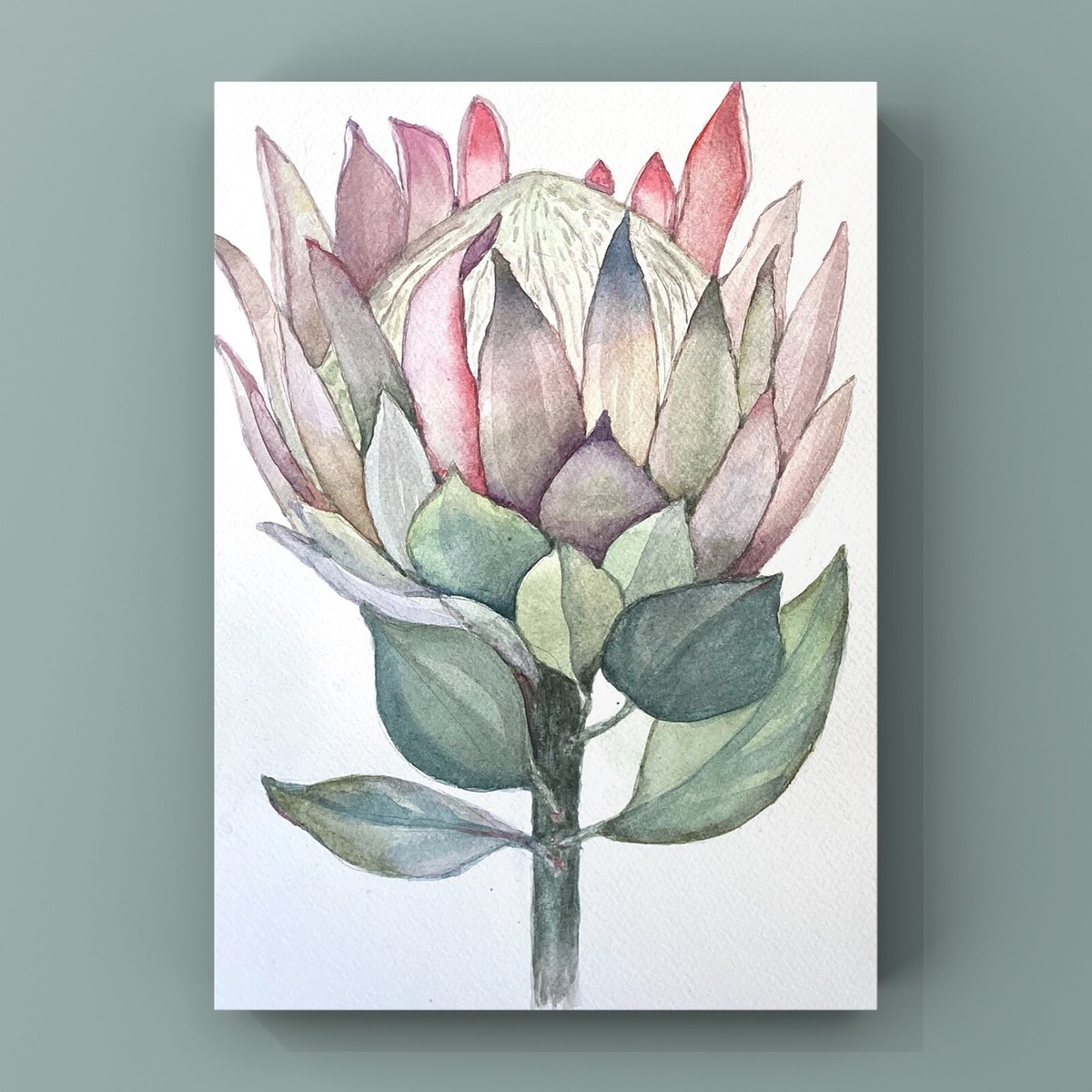 sale quantities Protea, watercolor painting, original watercolor ...